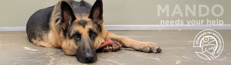 Homeward Pet | Donate Now - Mando